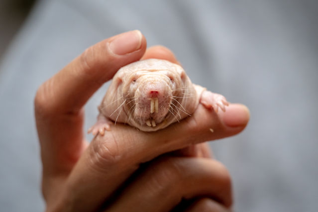 Pain Insensitivity in Mole-Rats, and How It Could Help Us | Psychology ...