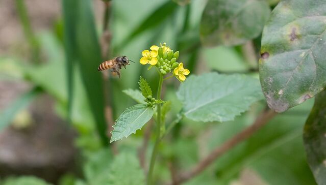 Daily Practices That Increase Nature Connection | Psychology Today