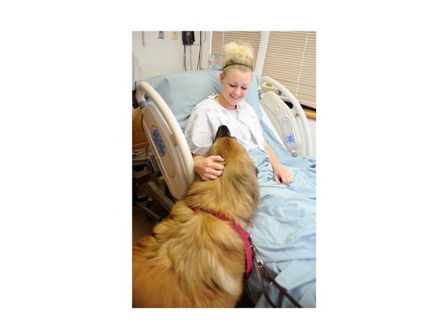Do Therapy Dogs Get Stressed When They Provide Therapy? | Psychology ...