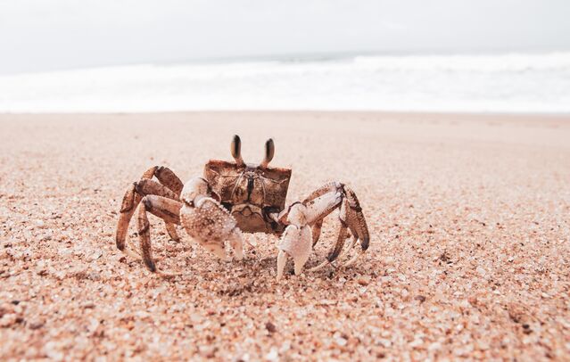Drawing the Boundaries of Animal Sentience | Psychology Today