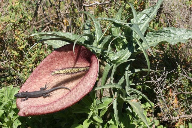 The Lizard and the Rotting Meat Lily | Psychology Today Australia