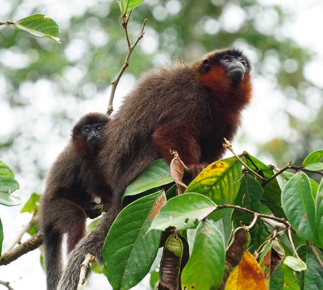 Monkeys Suggest What It Takes to Be Monogamous | Psychology Today