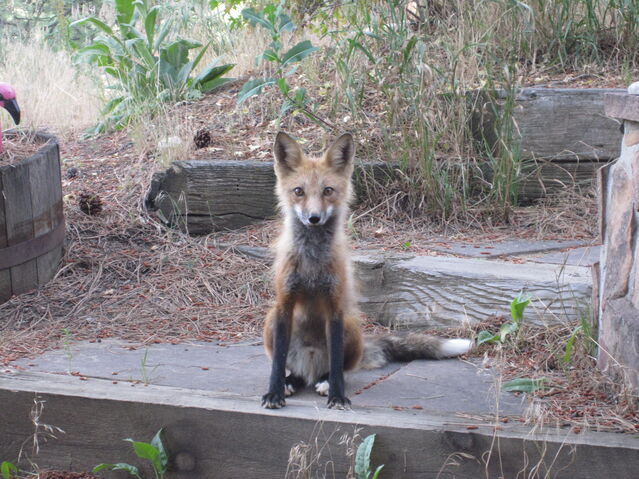 Urban Animals Work Hard to Adapt and We Must Be Kind to Them ...