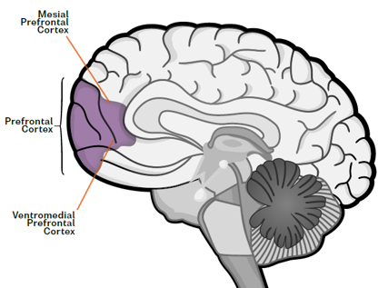 Hoarding: More than Psychological? | Psychology Today