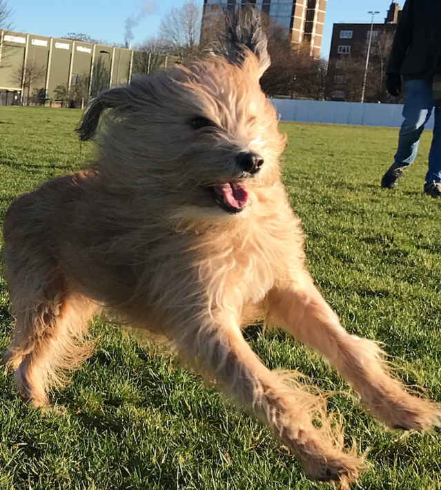 Canine Science Shows Dogs Aren't Merely Unfeeling Property | Psychology ...