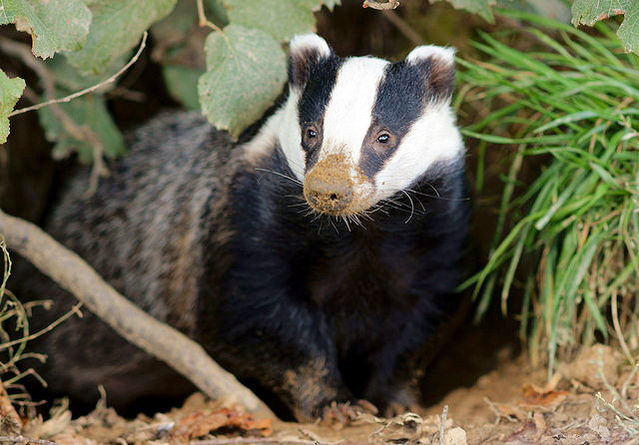 Becoming a Badger | Psychology Today
