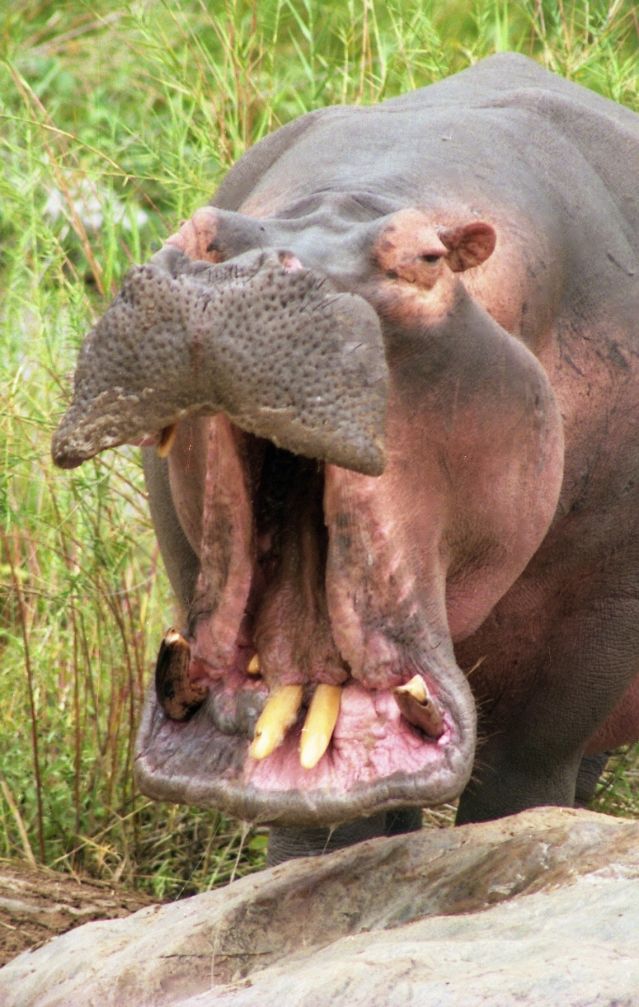 Hippo Love | Psychology Today