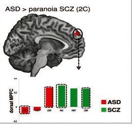 Diametric Mentalizing Imaged in Autistic & Psychotic Brains ...