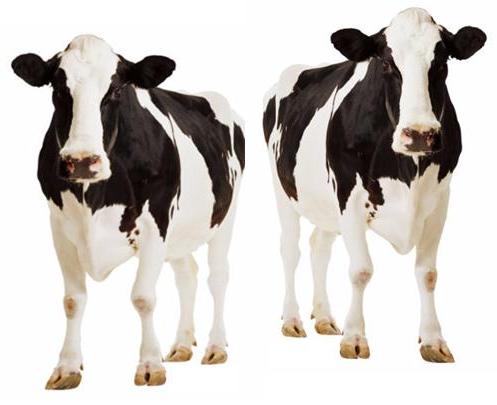 How “Natural” Is A Cloned Cow...Or A Cloned Dog? | Psychology Today