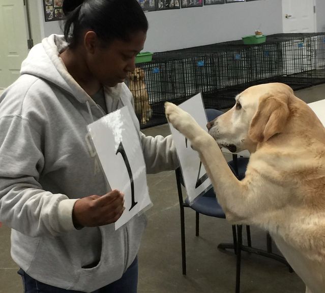 Judging Rover—Who's a Good Dog? | Psychology Today