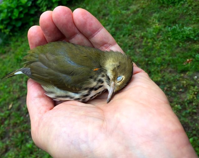 Watching A Bird Die | Psychology Today UK