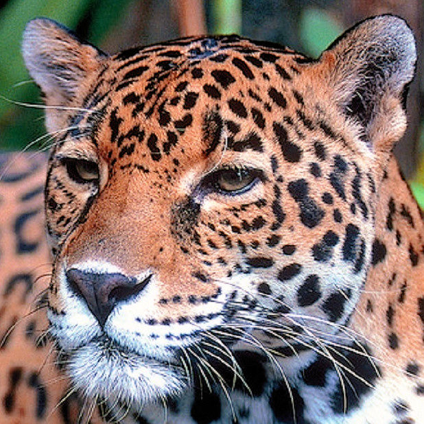 Think Like a Cat | Psychology Today Australia