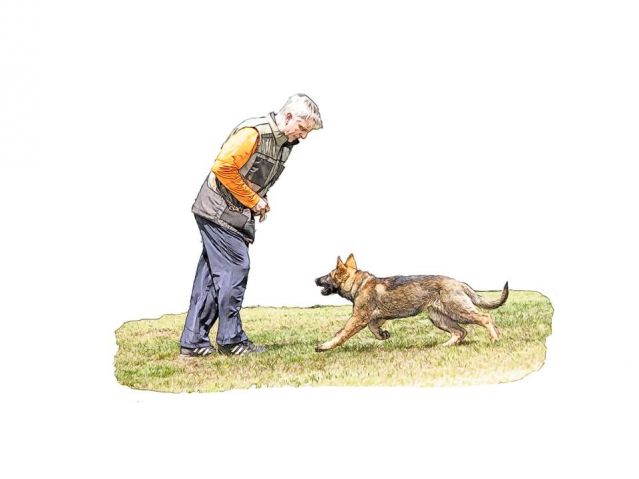 How to Tell a Dog What to Do Next | Psychology Today