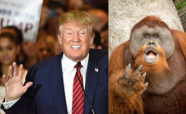 Why Trump?: Donald the Dominant Male Ape | Psychology Today