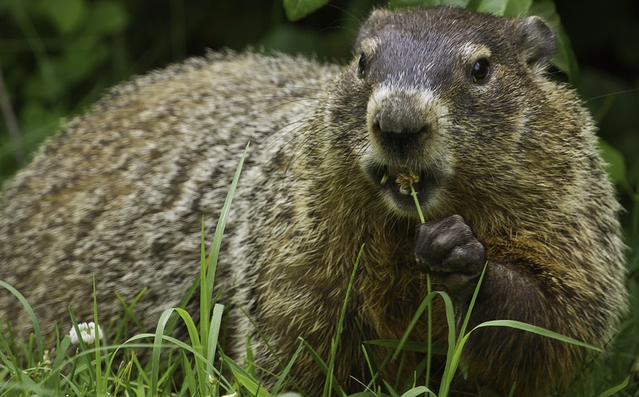 Groundhog Day, Correlation, and Human Evolution | Psychology Today