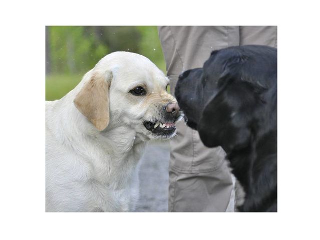 Can You Understand the Different Types of Dog Growls? | Psychology Today