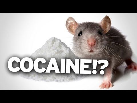 The Drug Addictions Of Mice And Men | Psychology Today Canada