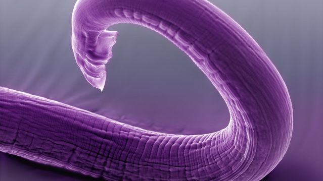 Worms Sniff Out Cancer in Urine Better than Blood Tests | Psychology Today