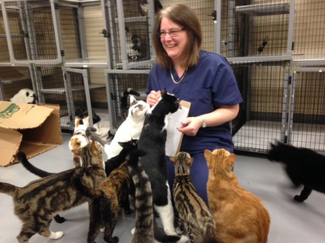 Nine Strategies for Enhancing Enrichment for Cats with Jobs ...