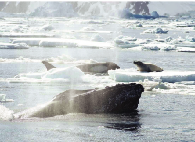 Animal Altruism? | Psychology Today