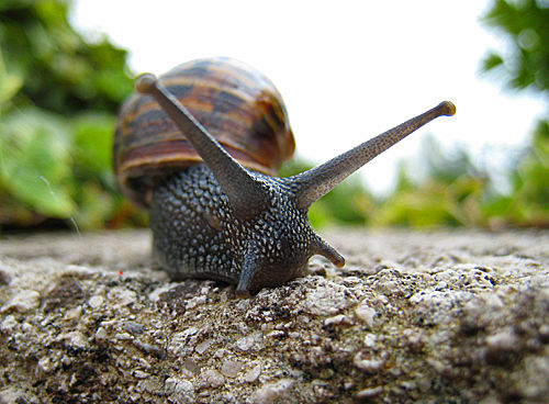 Escape from the Man-Eating Snails: Phobias and Evolution | Psychology Today