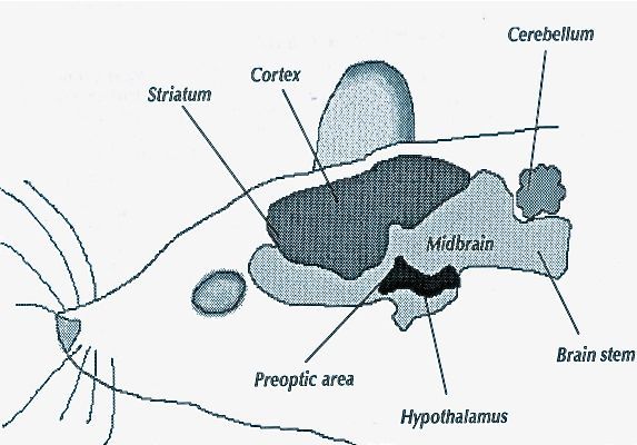 Mother’s Baby—Father’s Brain? Maybe! | Psychology Today