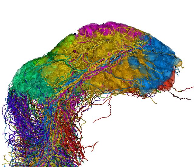 How a Zebrafish Can Help Build a Wiring Diagram of the Brain ...