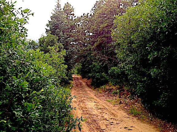 A Dead Tree Might Help Us Understand Cancer | Psychology Today