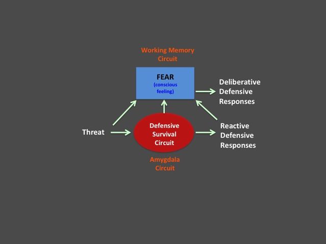 "You're a Radical Behaviorist Disguised as a Neuroscientist ...