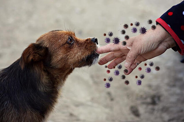 Proof That Dogs Can Detect Covid-19 and Why We Need Them | Psychology Today