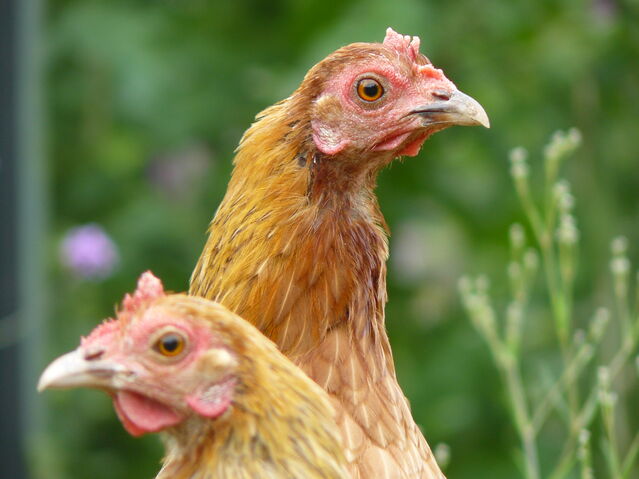 Domestication Likely Made Smaller-Brained, Less Fearful Chickens ...