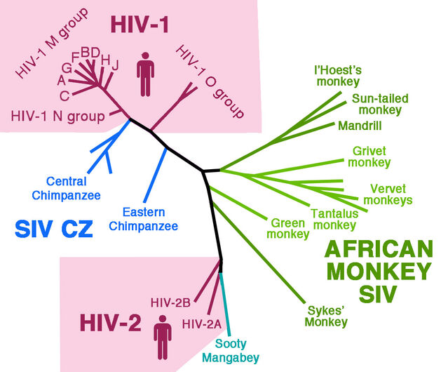 HIV and AIDS: Tracking a Sexually Transmitted Virus | Psychology Today
