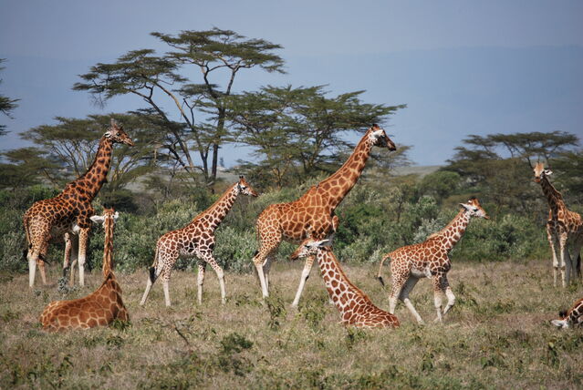 Giraffes May Be as Socially Complex as Orcas and Elephants | Psychology Today Australia