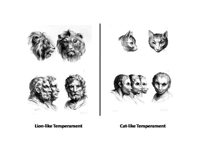 Short-Headed Dogs Are More Reactive to Negative Stimulation ...