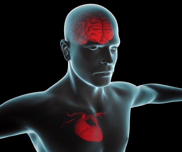 Brain Imaging Links Amygdala Activity to Heart Attack Risk | Psychology ...