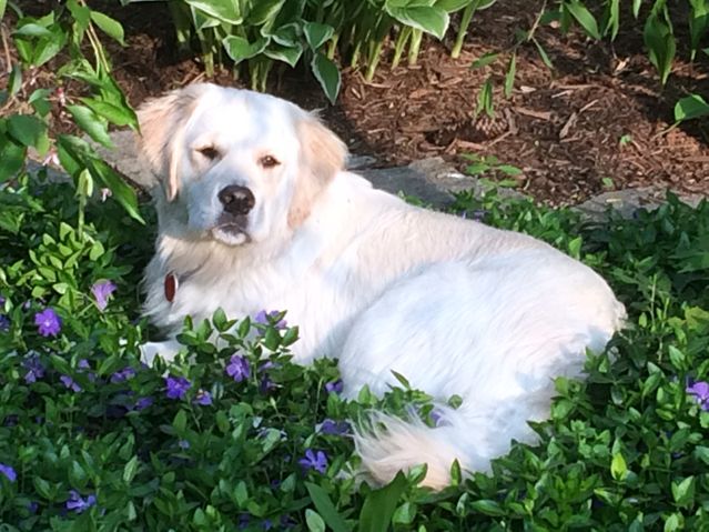 The Lady with the Dog and the Mystery of Attraction | Psychology Today