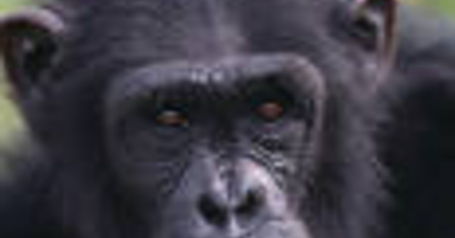 "Rise of the Planet of the Apes" shows that real primates no ...
