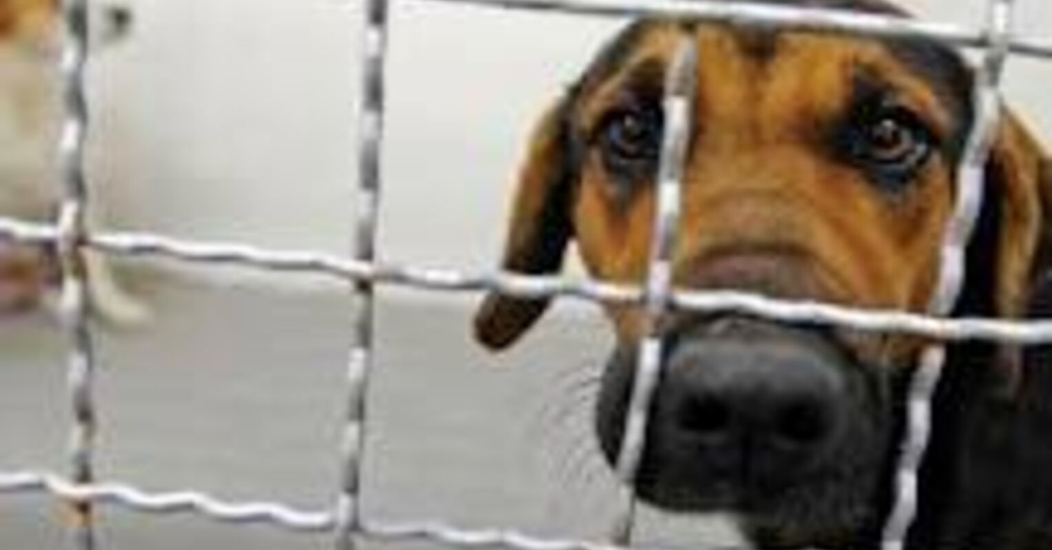 Saving Sentience: Homeless Animals Need All the Help They Can Get ...