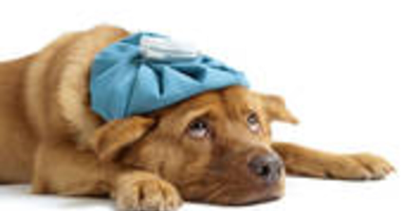 Animal Cruelty and Antisocial Behavior: A Very Strong Link | Psychology ...