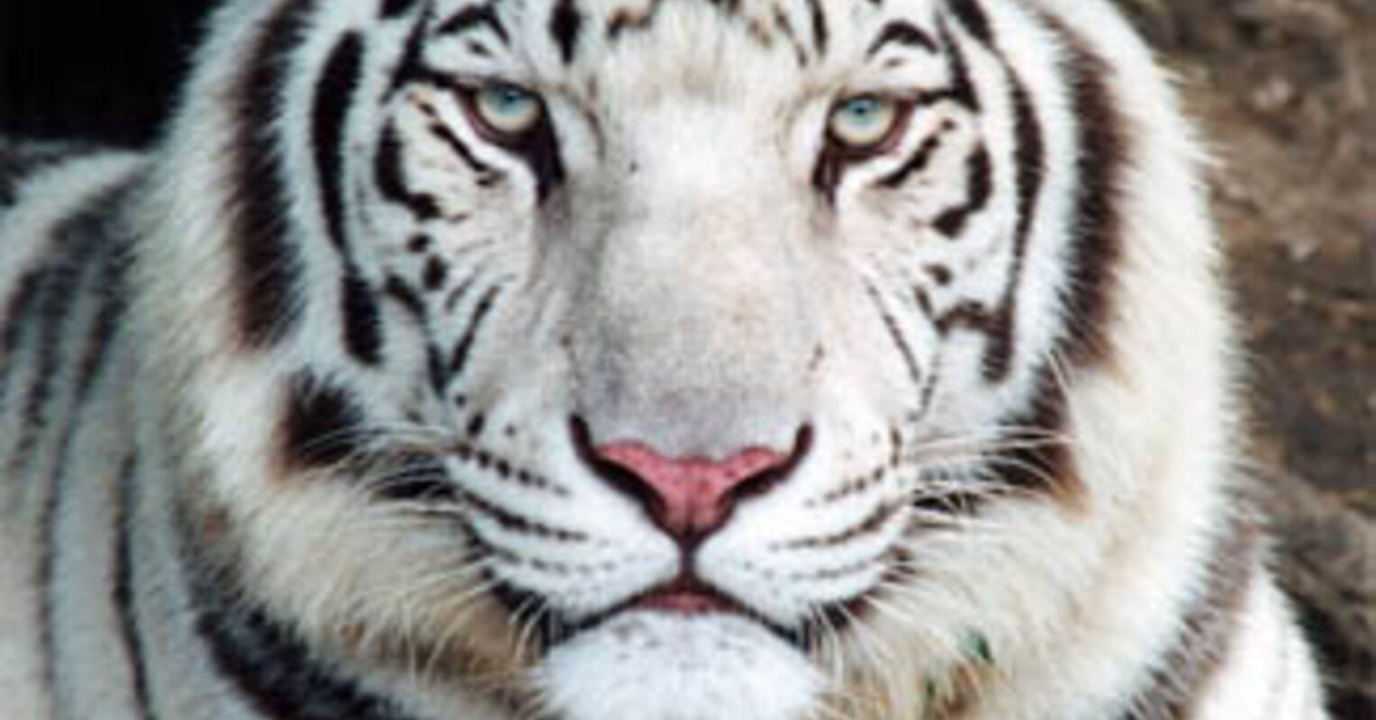 color blind; white tiger | Psychology Today