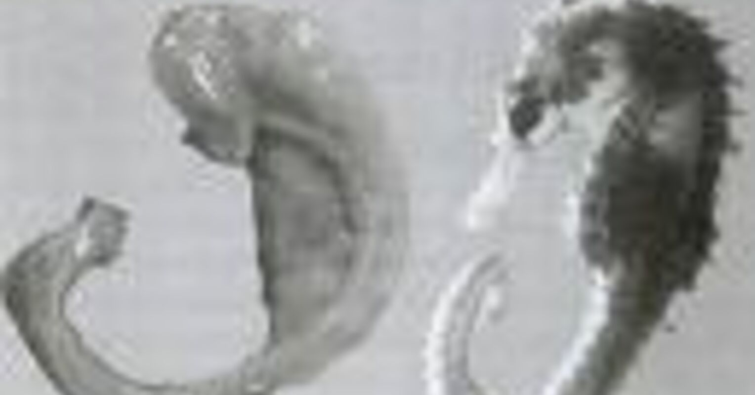 Chicken and Egg | Psychology Today