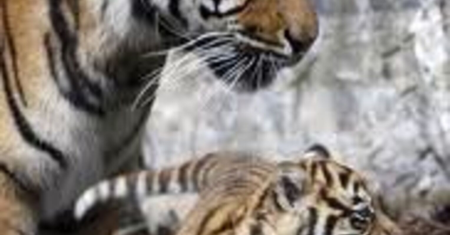 The Tiger Daddy | Psychology Today UK