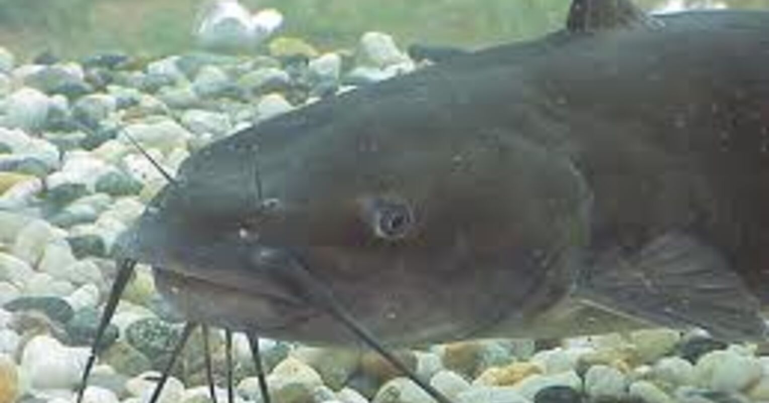 Catphish or Caviar | Psychology Today