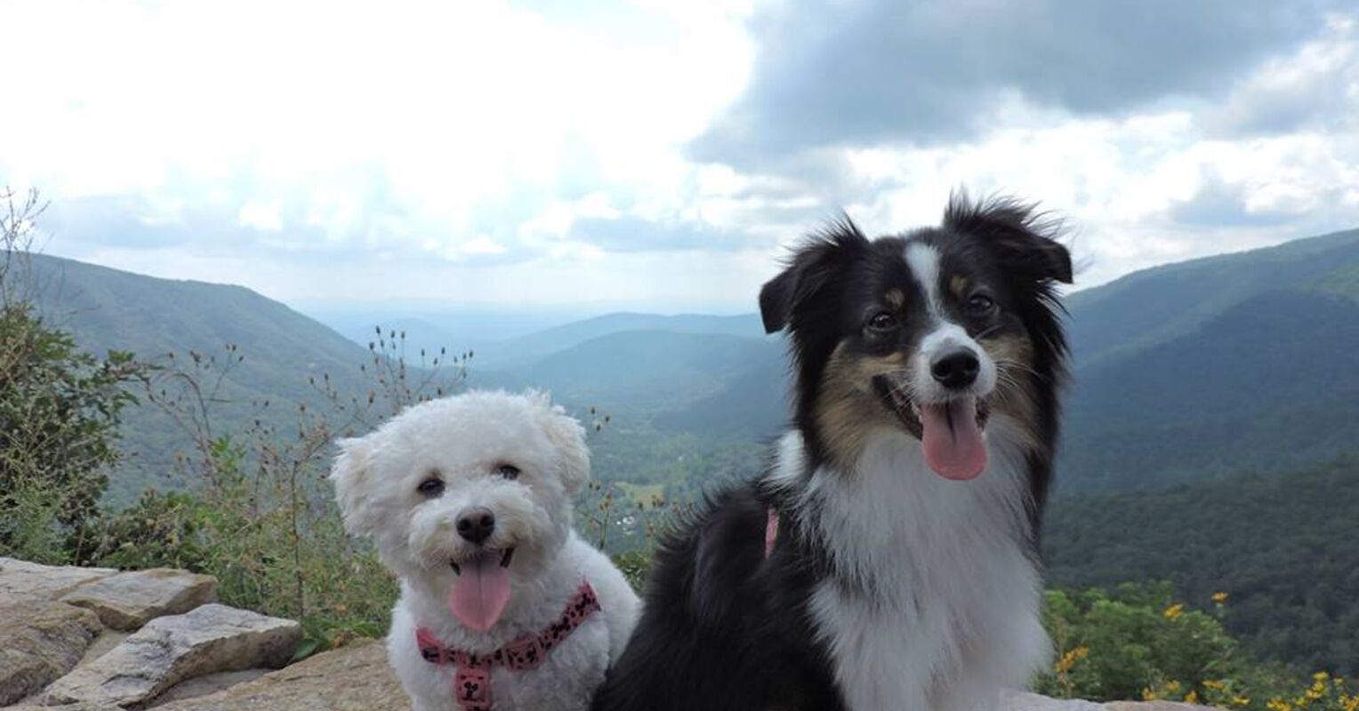 Woof Your Way to Well-Being | Psychology Today Australia