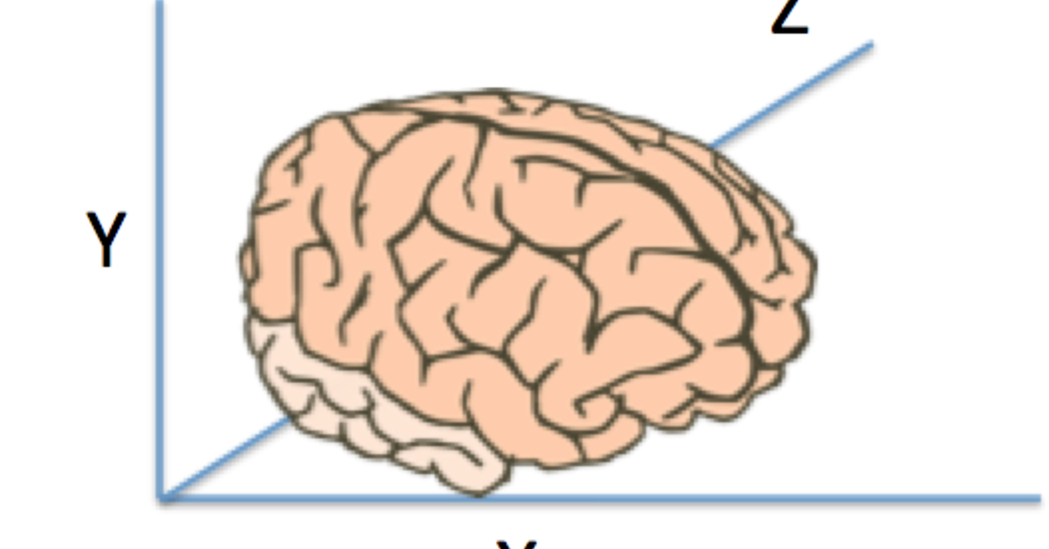 The Geometry of Your Brain Shapes Your Future | Psychology Today