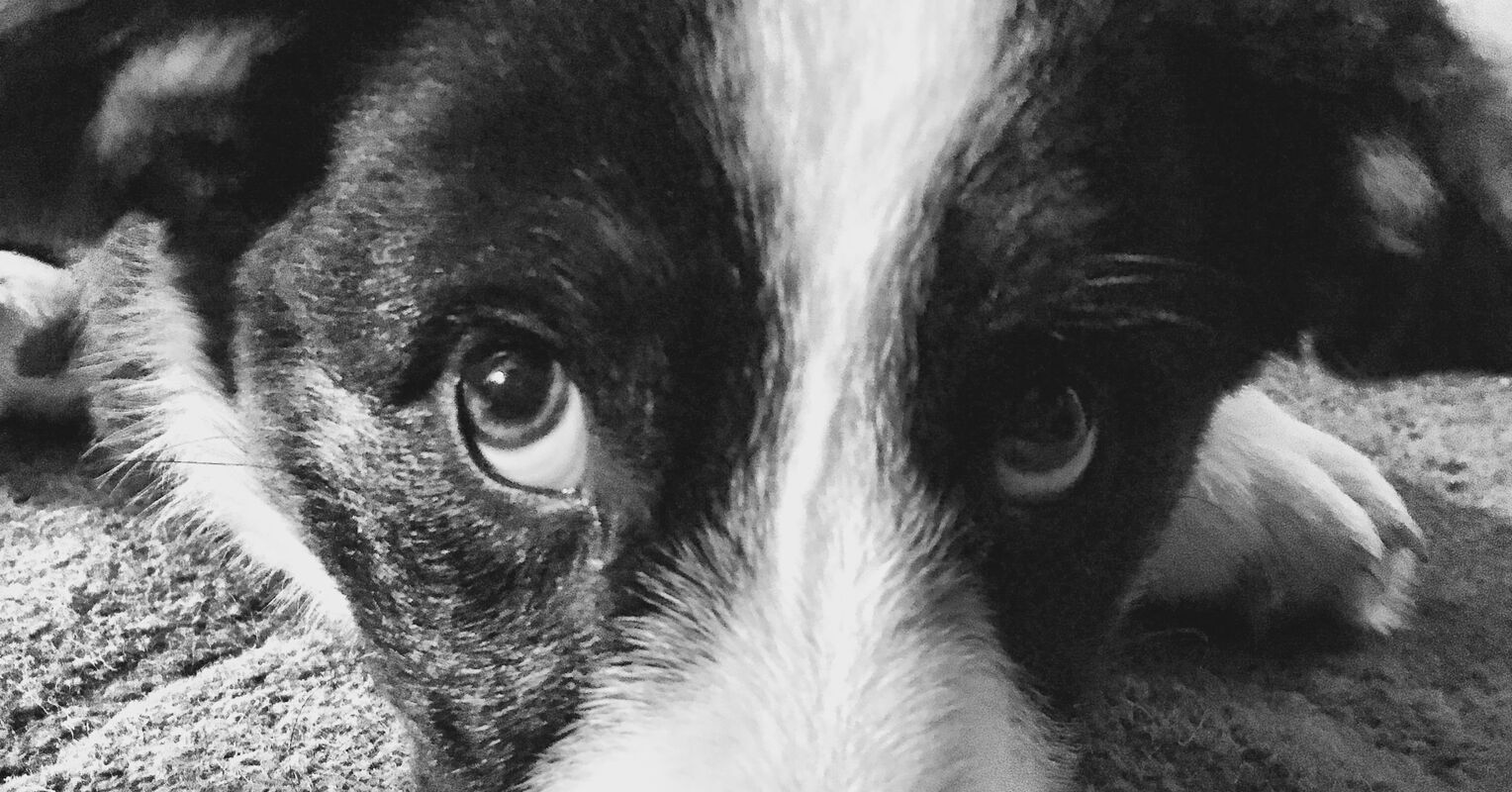 Growling as a Sign Post | Psychology Today Canada