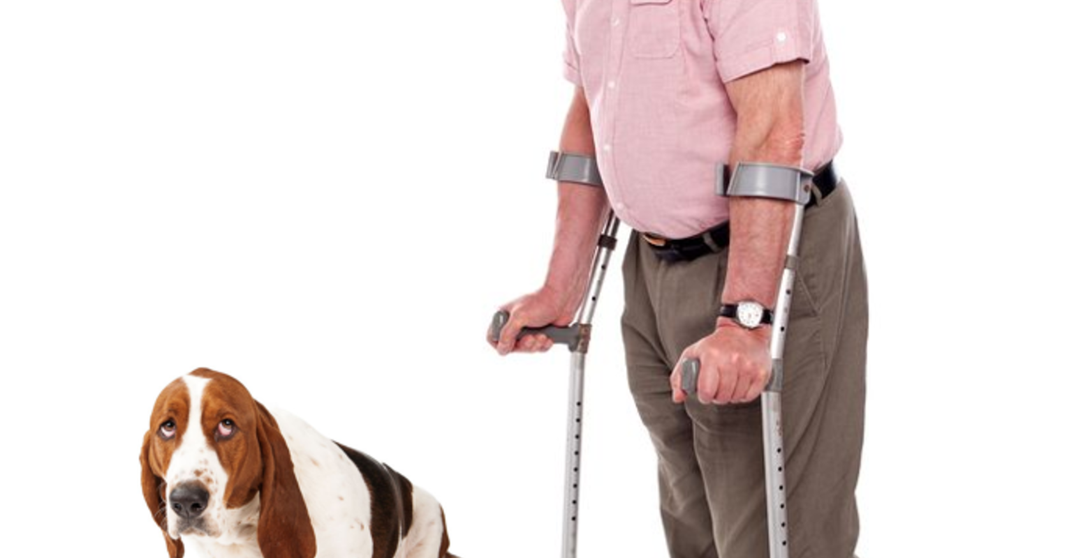 Tripping Over Pets Can Have Life-Changing Consequences | Psychology ...