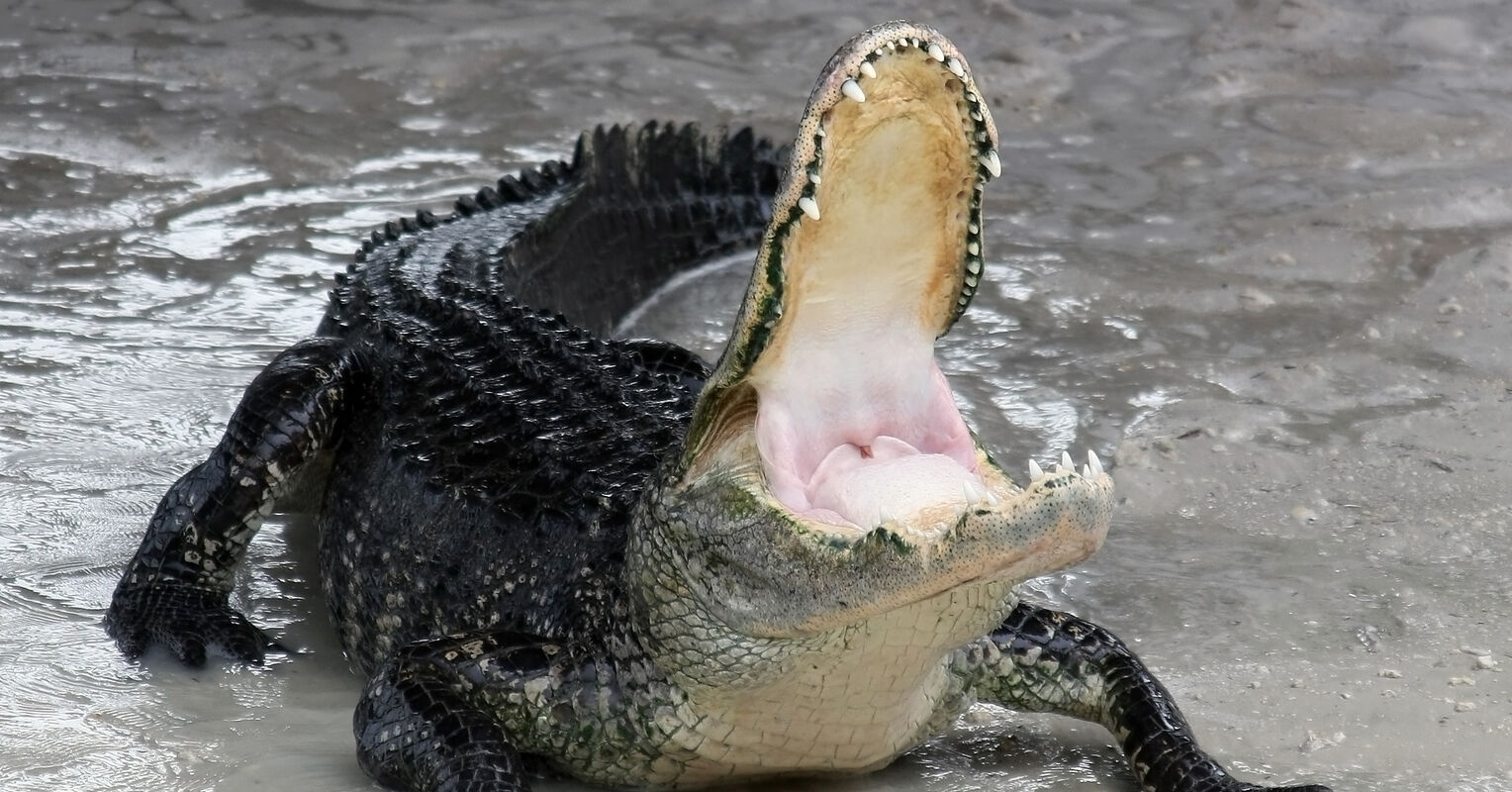 Fainting Gators? Tonic Immobility in the Alligator | Psychology Today ...