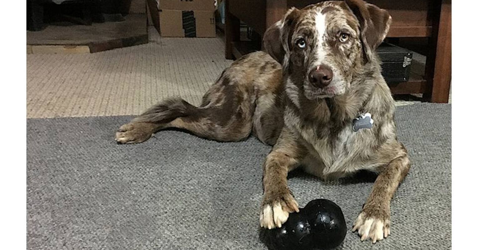 The Psychology of Left-Handed People and Southpaw Dogs | Psychology ...