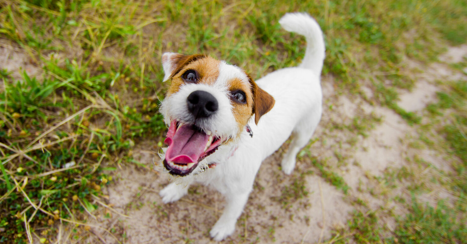 A Universal Translator for Dog Language | Psychology Today